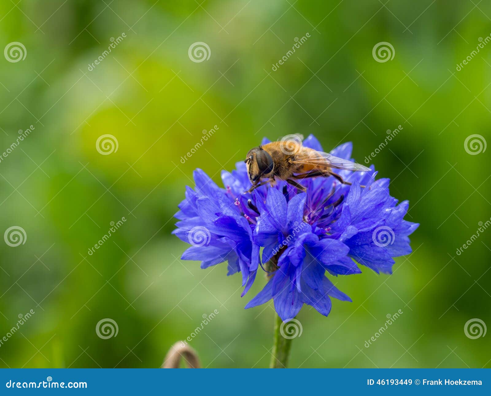 Bee on wild blue flower stock image. Image of petal, nature - 46193449