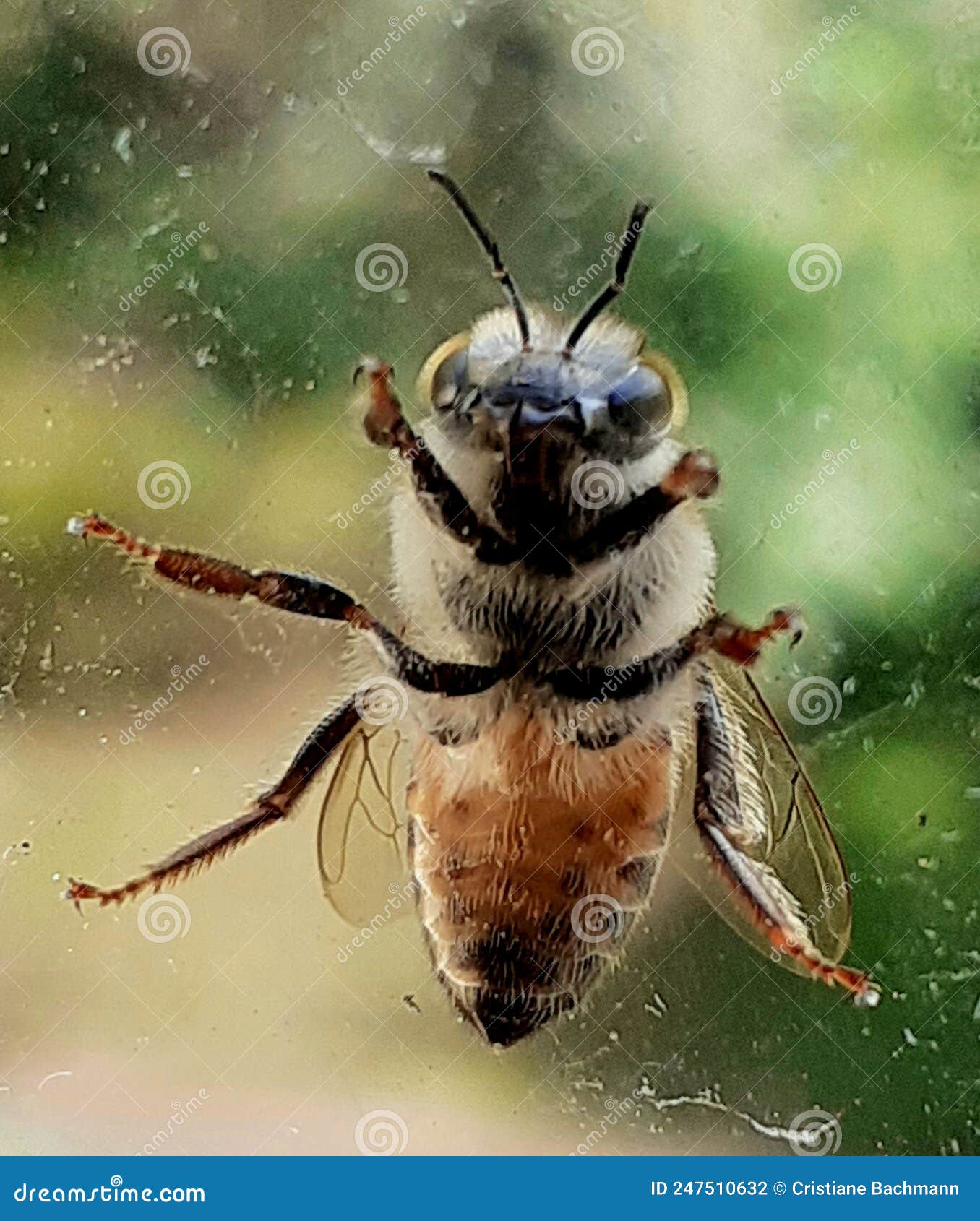 Bee on the window glass stock photo. Image of pest, spiderweb - 247510632