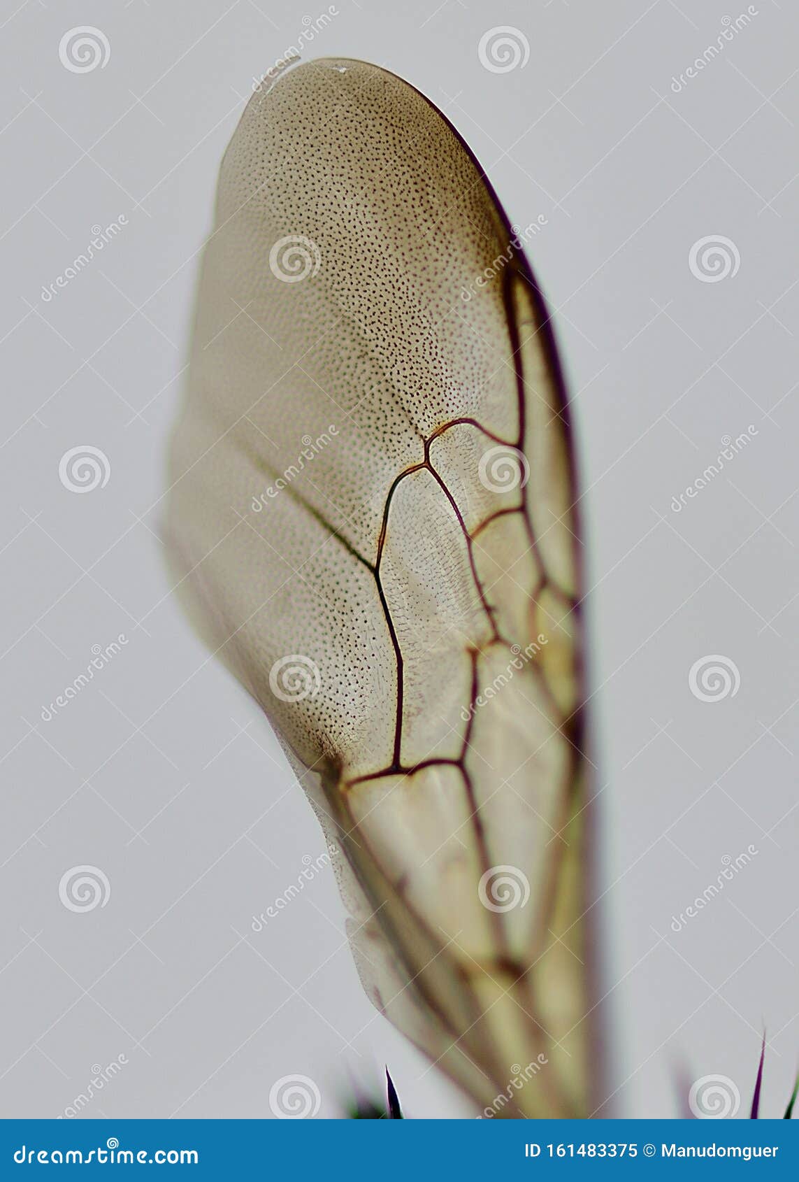 Bee wing detail. stock image. Image of honeybee, surface - 161483375