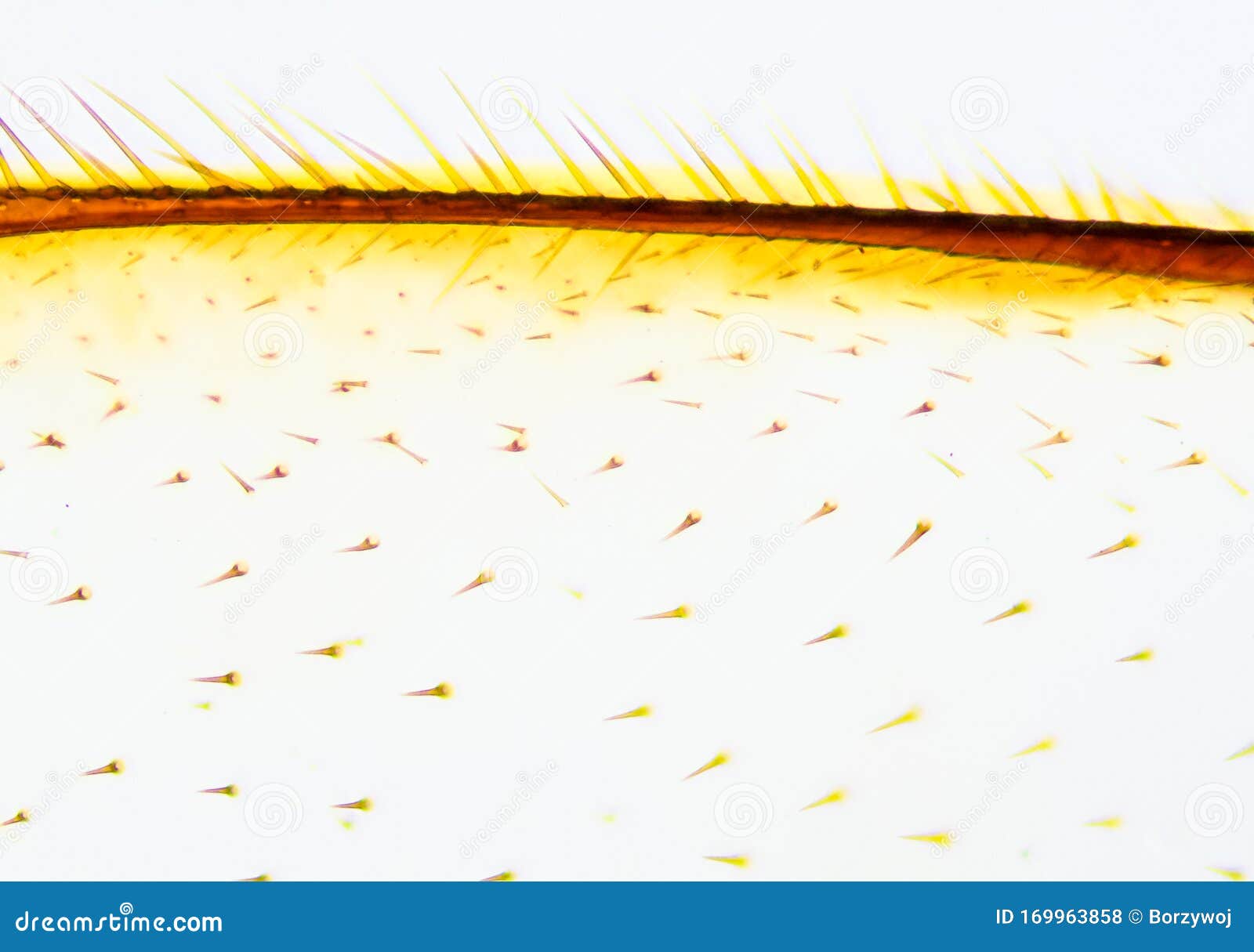 Bee wing edge stock photo. Image of anatomy, detail - 169963858