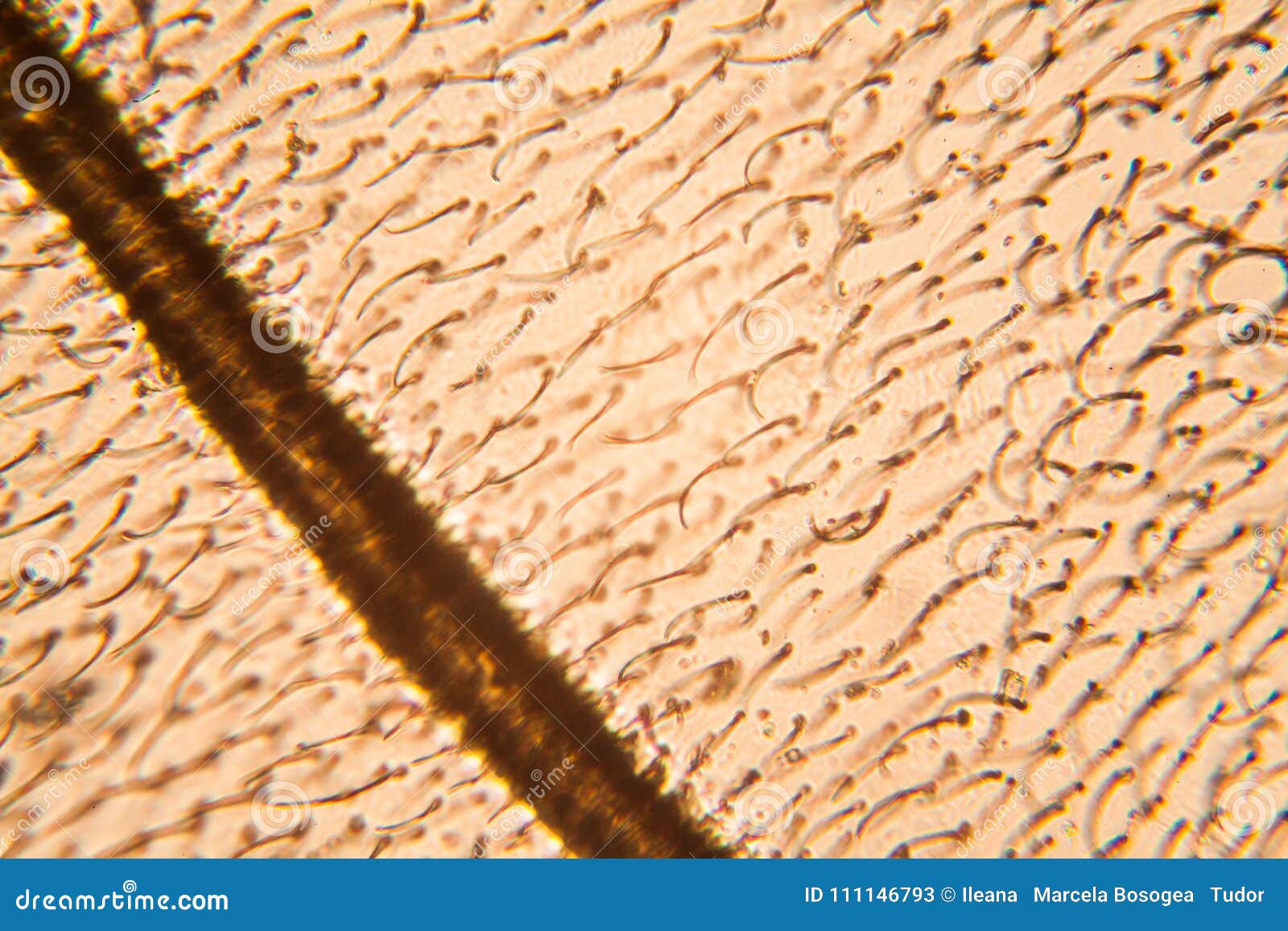 Bee wing at the microscope stock image. Image of microorganism - 111146793