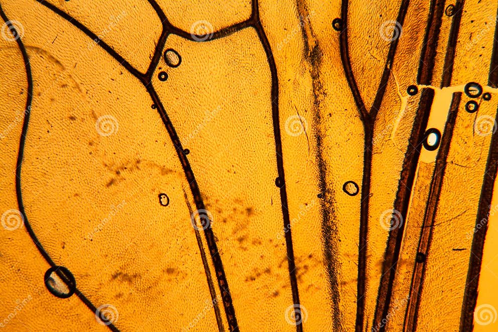 Bee wing at the microscope stock image. Image of microorganism - 111146879