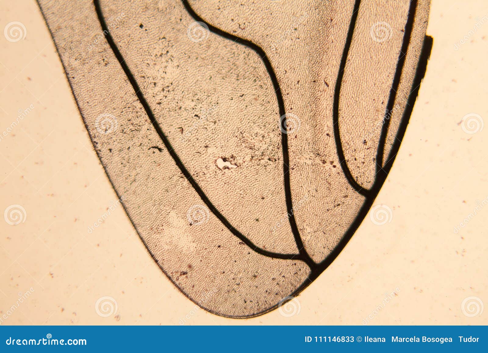 Bee wing at the microscope stock image. Image of slide - 111146833