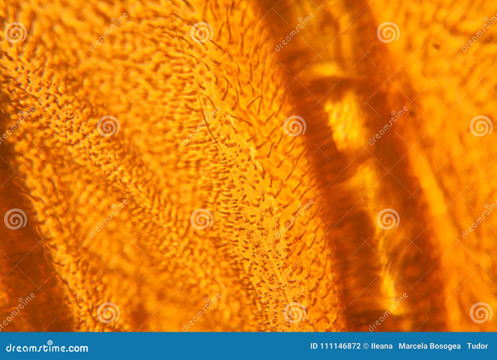 Bee wing at the microscope stock photo. Image of fauna - 111146872
