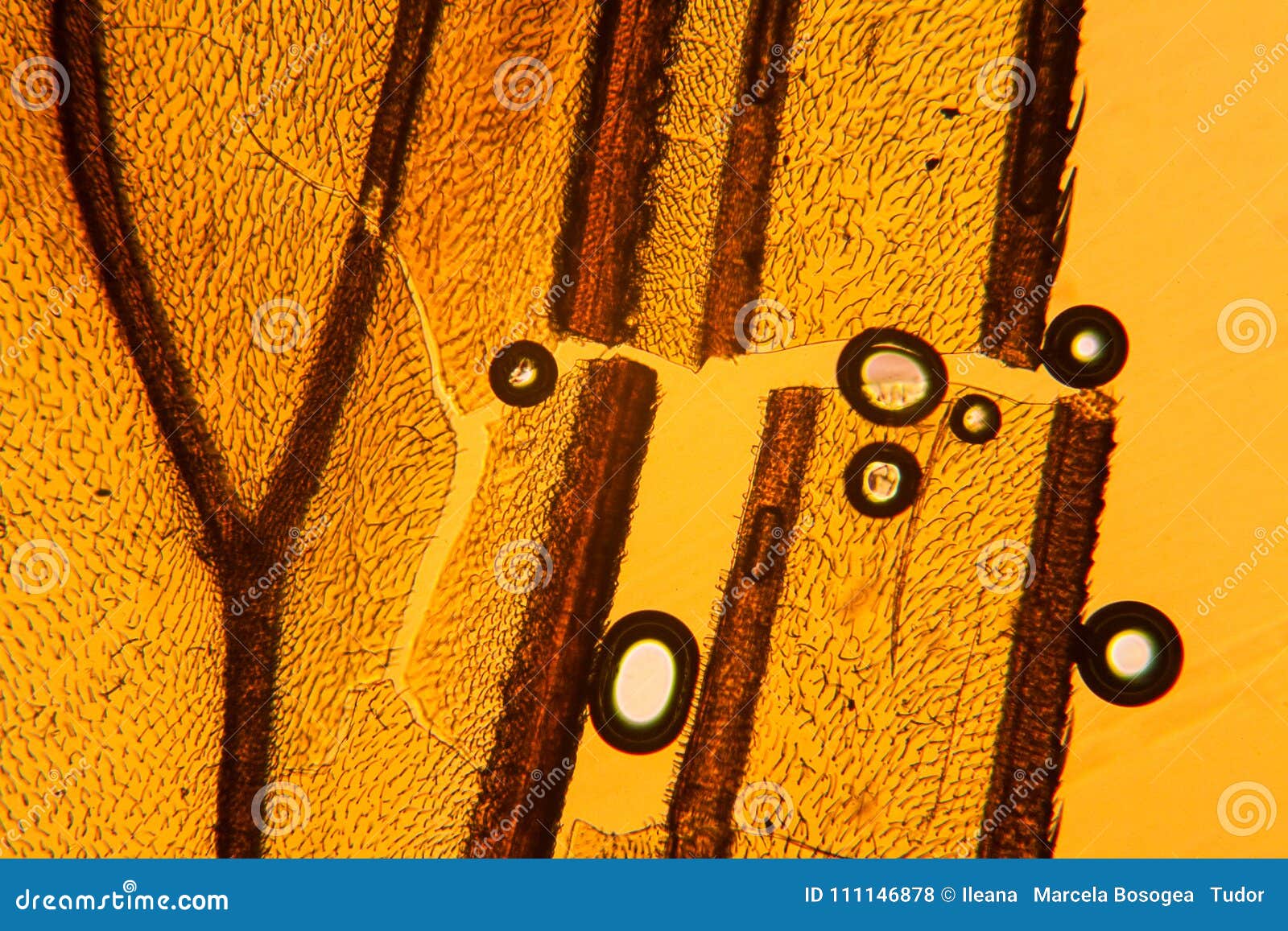 Bee wing at the microscope stock photo. Image of fauna - 111146878