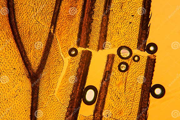 Bee wing at the microscope stock photo. Image of fauna - 111146878