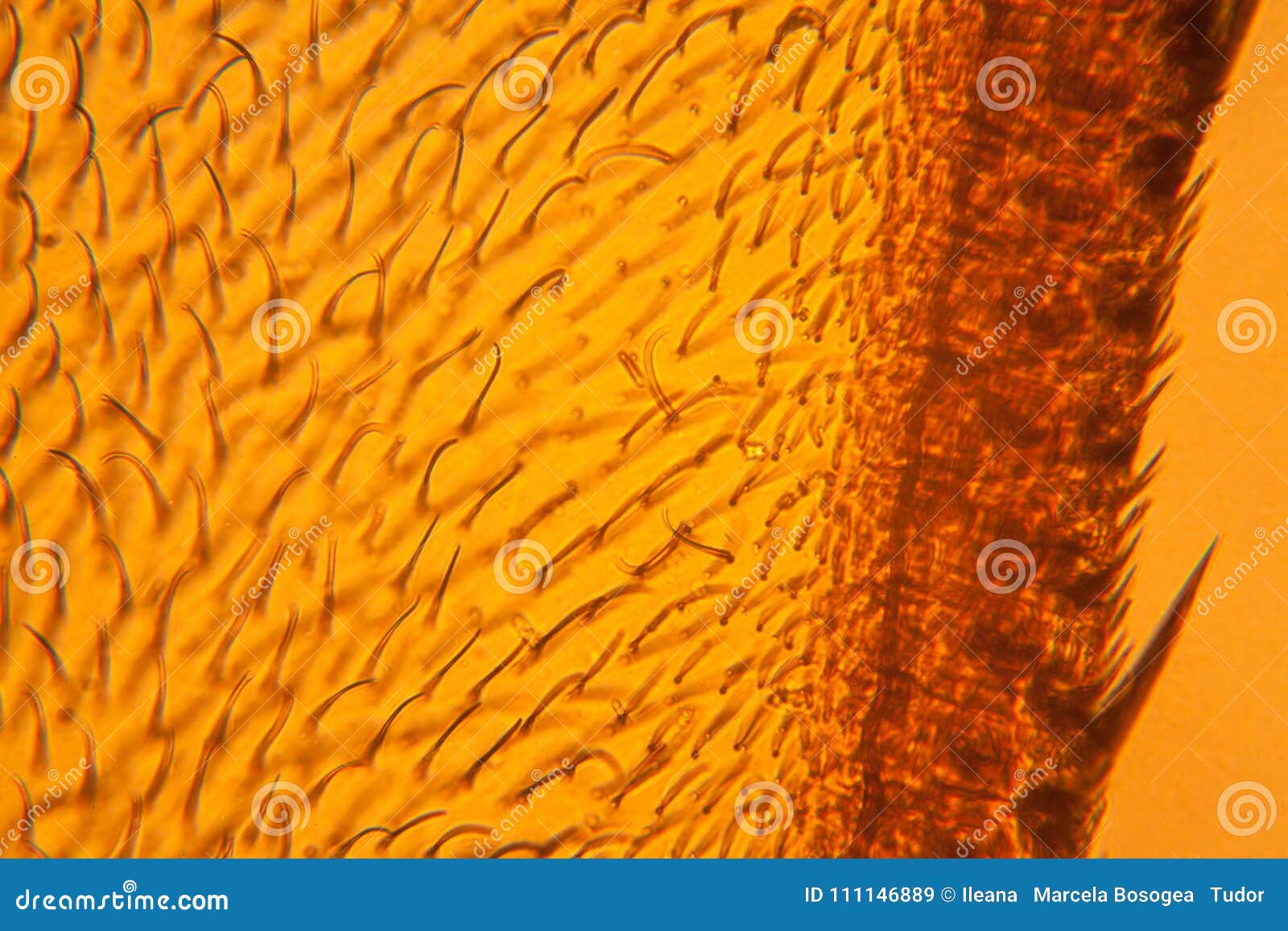 Bee wing at the microscope stock image. Image of detail - 111146889