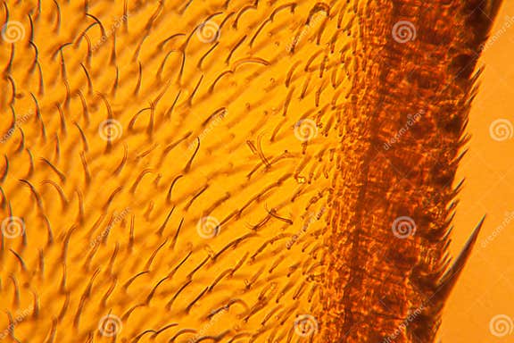 Bee wing at the microscope stock image. Image of detail - 111146889