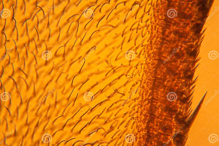 Bee wing at the microscope stock image. Image of detail - 111146889