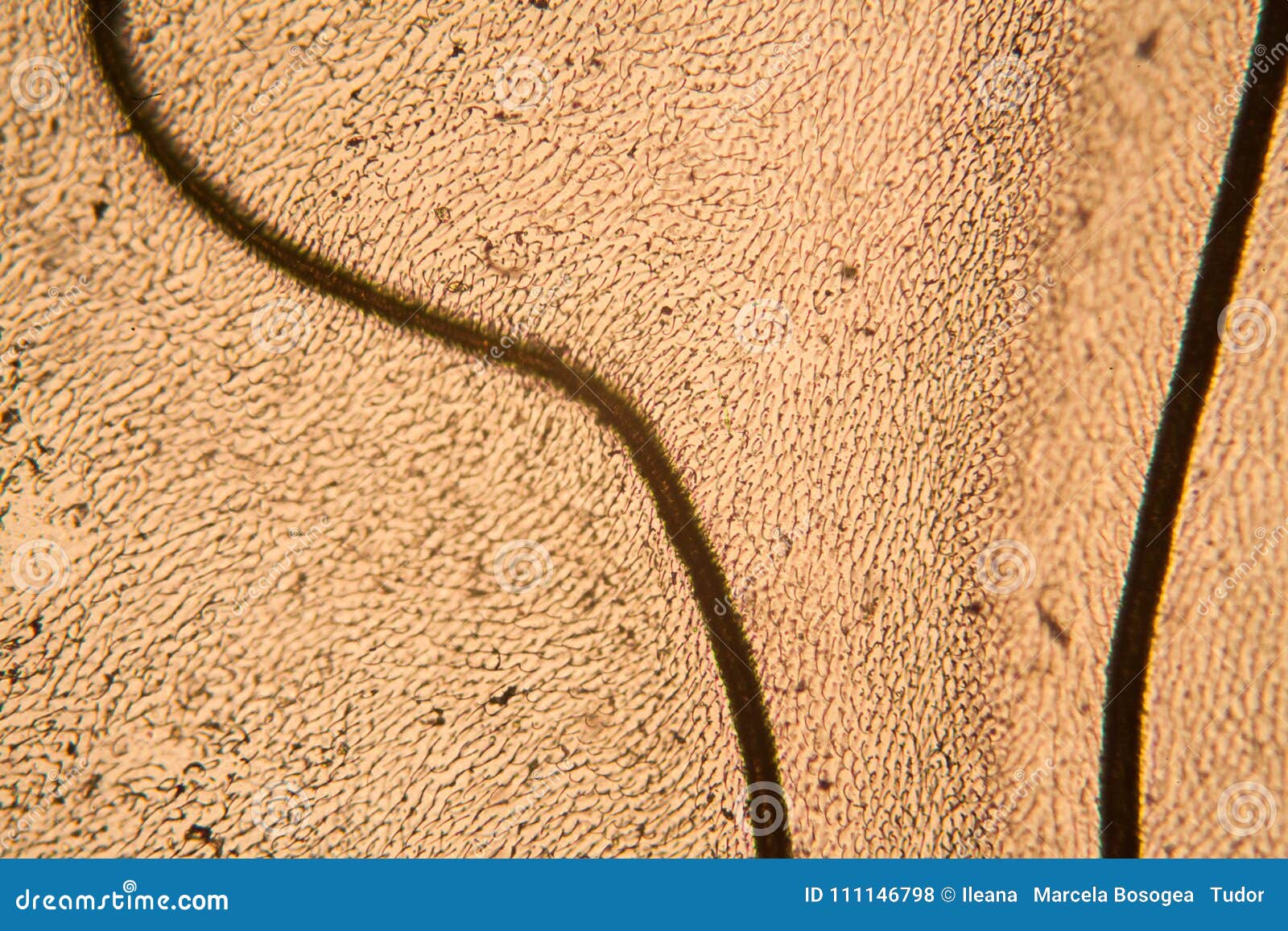 Bee wing at the microscope stock photo. Image of microbiology - 111146798