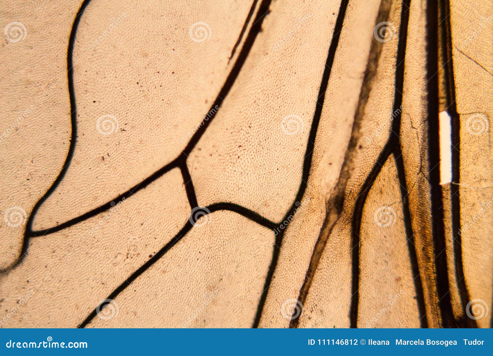 Bee wing at the microscope stock photo. Image of abstract - 111146812