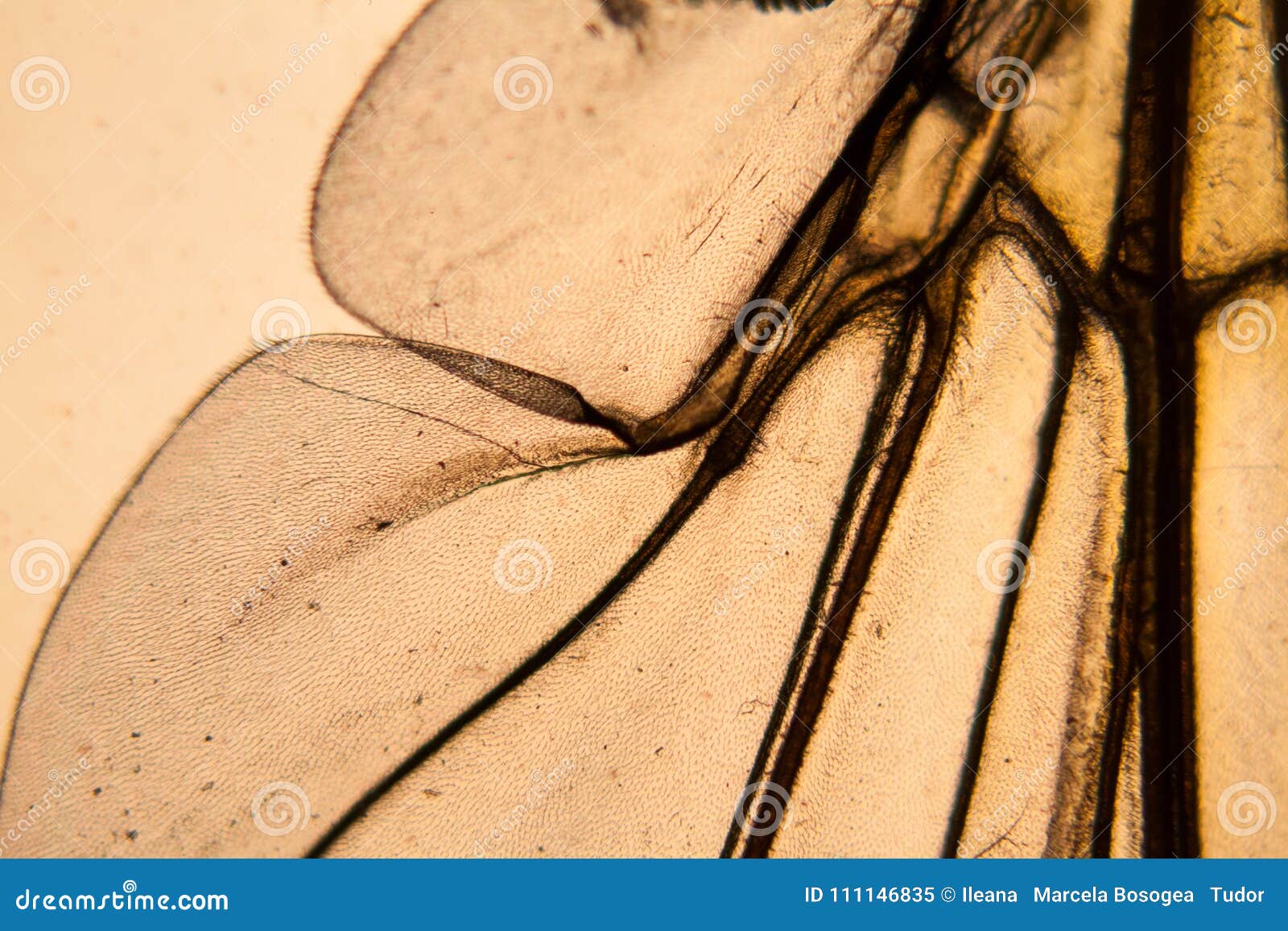 Bee wing at the microscope stock image. Image of insect - 111146835