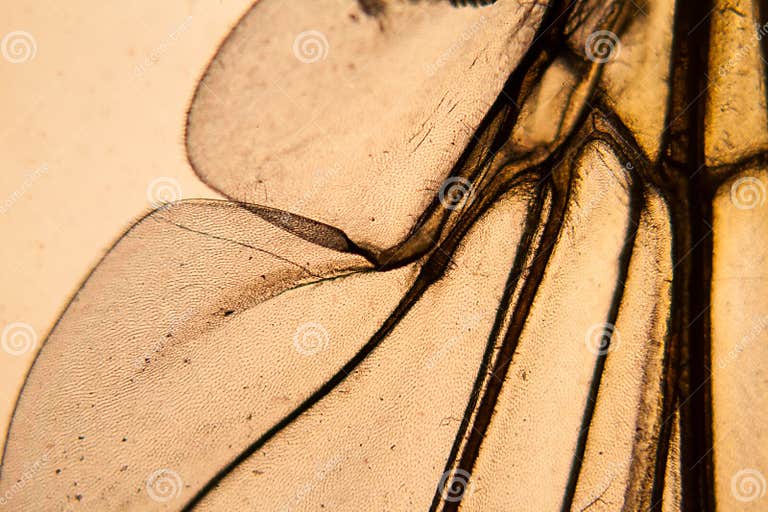Bee wing at the microscope stock image. Image of insect - 111146835