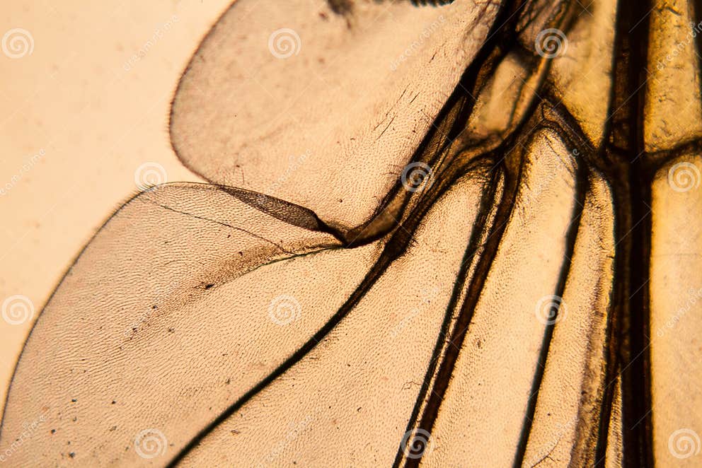 Bee wing at the microscope stock image. Image of insect - 111146835