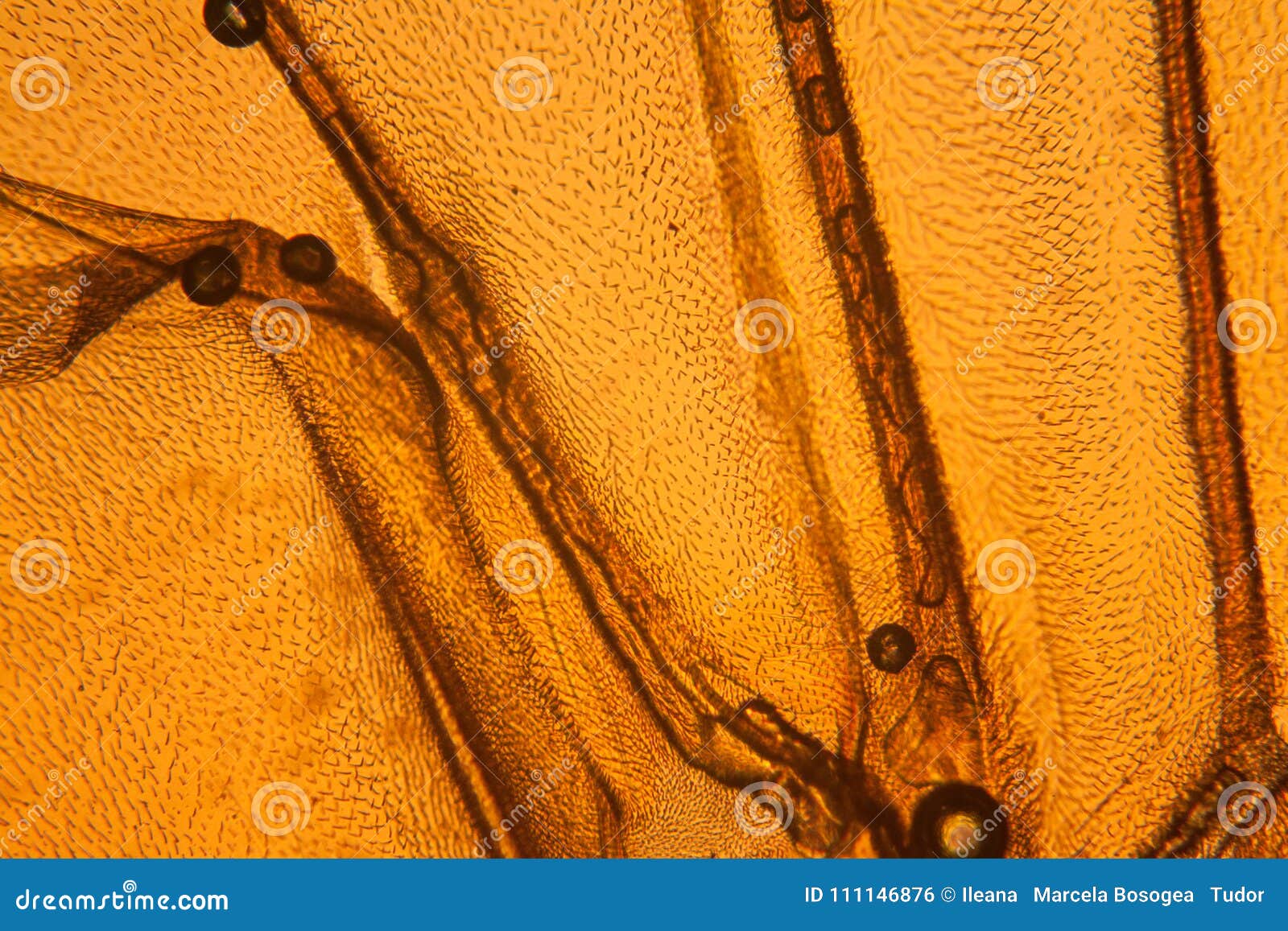 Bee wing at the microscope stock photo. Image of laboratory - 111146876