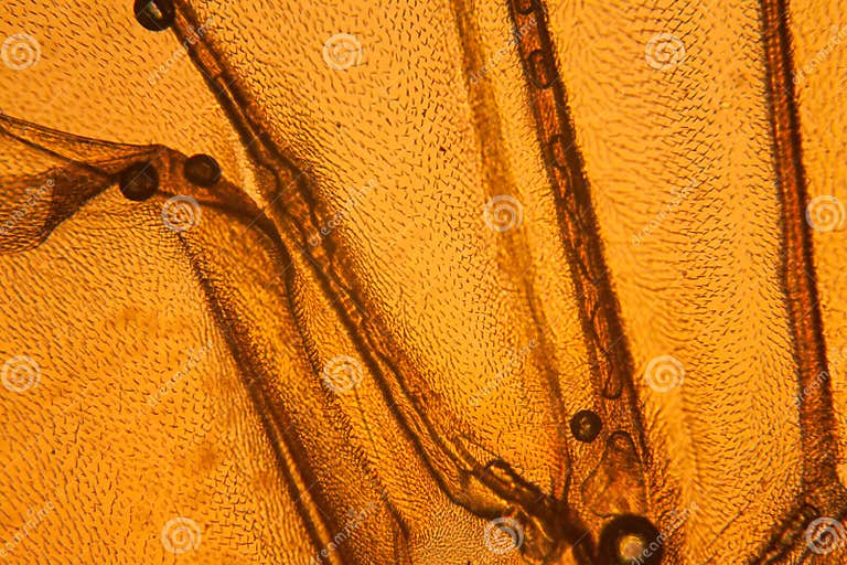 Bee wing at the microscope stock photo. Image of laboratory - 111146876