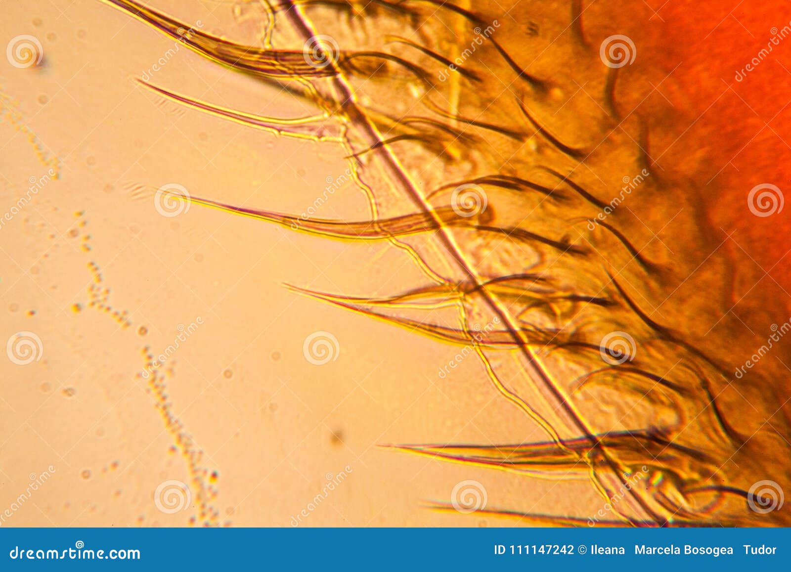 Bee wing at the microscope stock photo. Image of colorization - 111147242