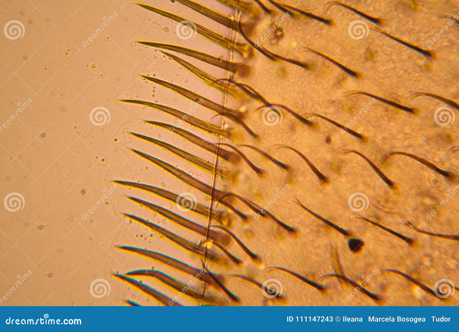Bee wing at the microscope stock image. Image of microbiology - 111147243