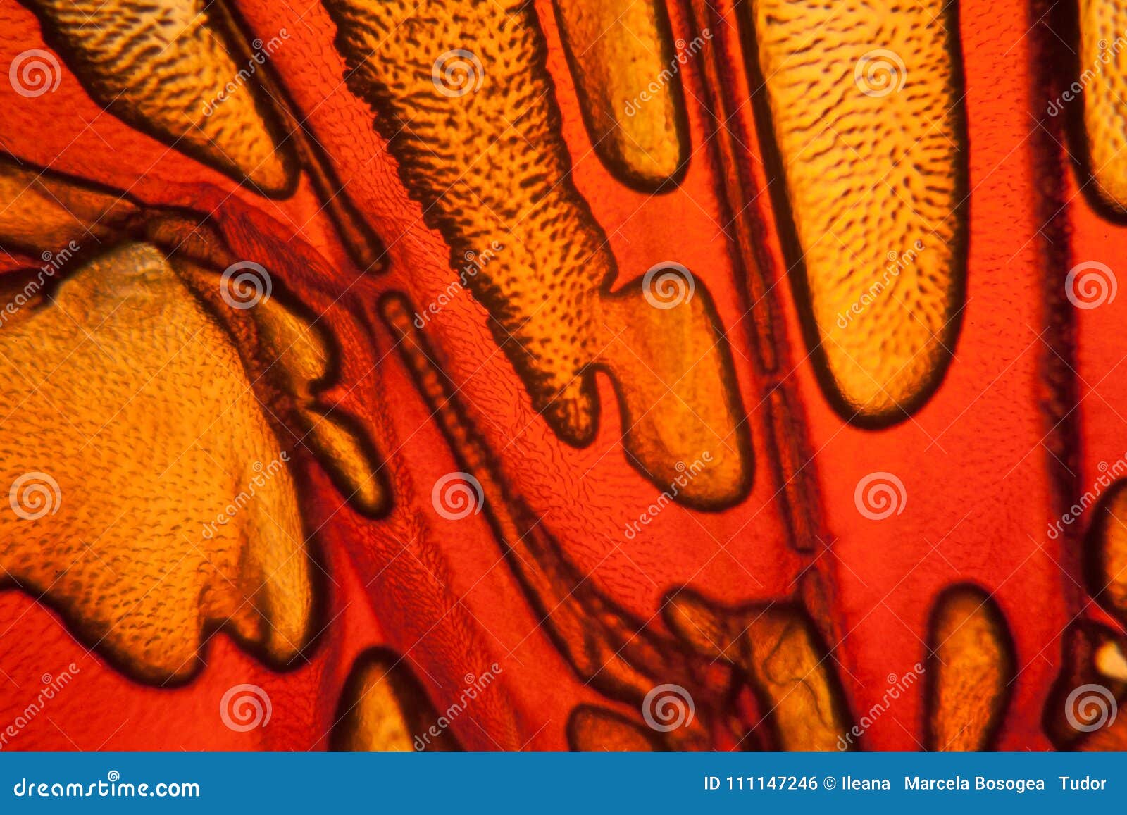 Bee wing at the microscope stock photo. Image of colorization - 111147246