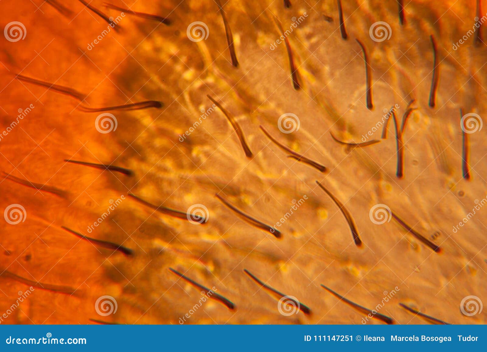 Bee wing at the microscope stock image. Image of lesson - 111147251