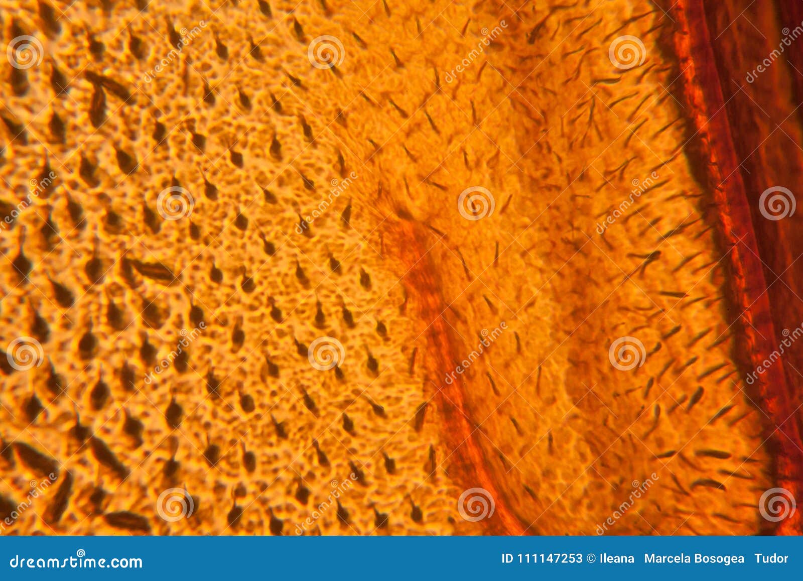 Bee wing at the microscope stock image. Image of education - 111147253