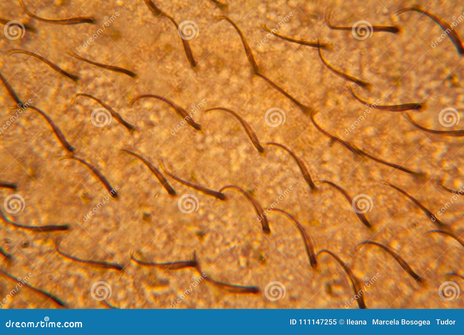 Bee wing at the microscope stock image. Image of microscopic - 111147255