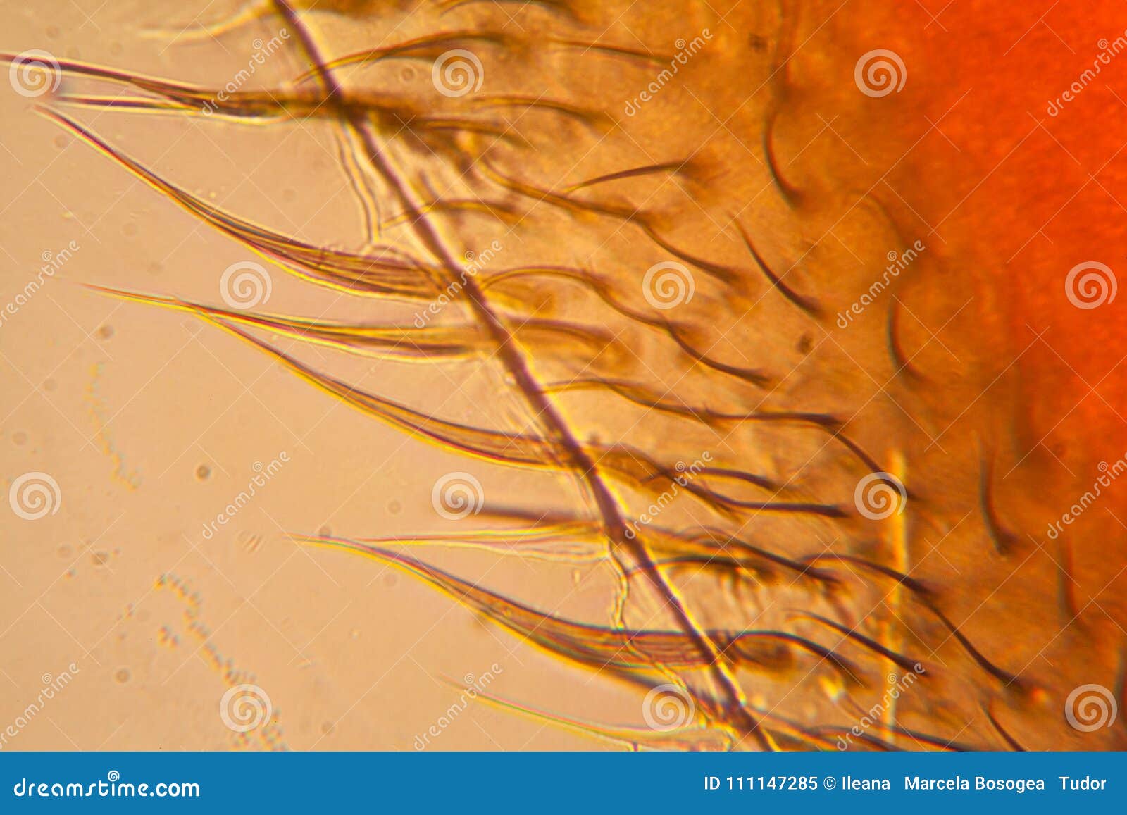 Bee wing at the microscope stock image. Image of microscopic - 111147285