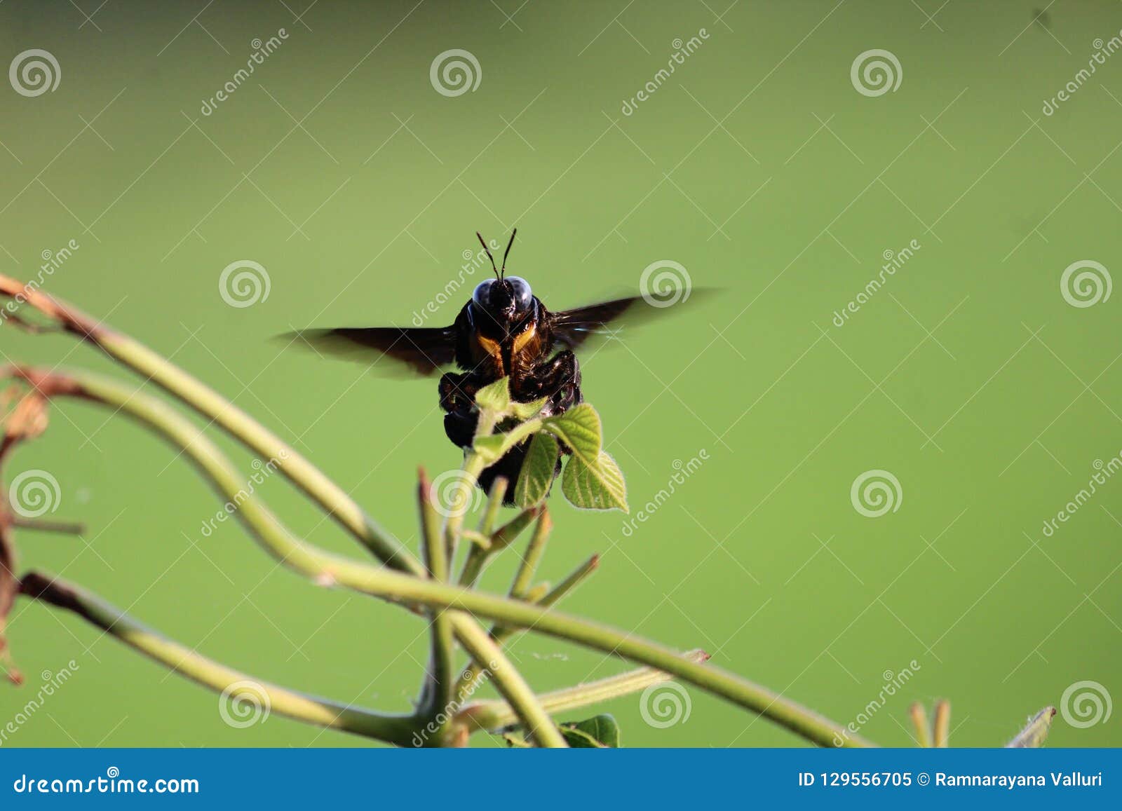 Bee wings flicker stock image. Image of ready, flicker - 129556705