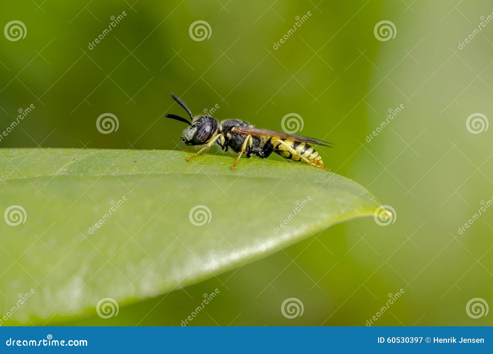 Bee Wolf - Philanthus Triangulum Stock Image - Image of environment ...