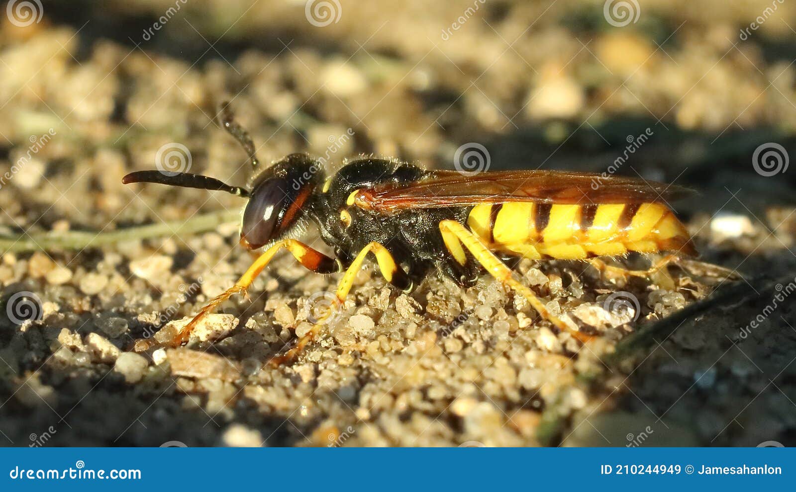Bee-Wolf Philanthus Triangulum Stock Image - Image of burrow, beewolf ...