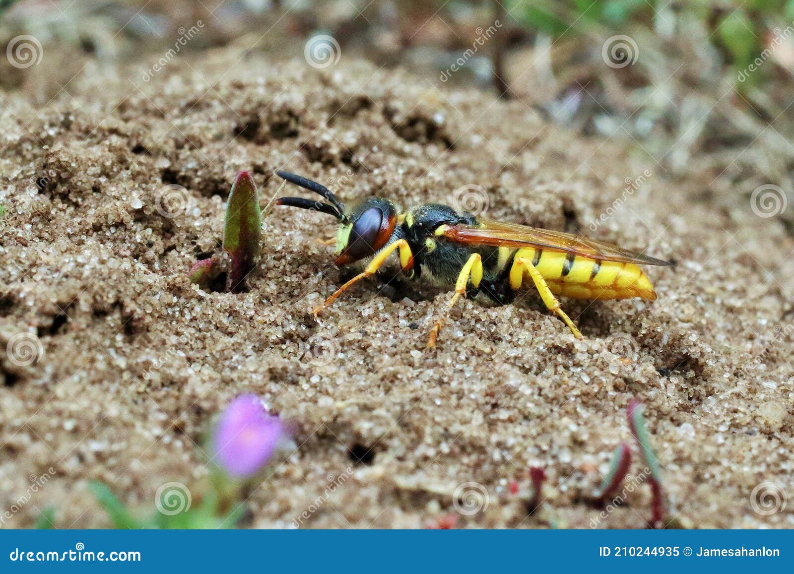 Bee-Wolf Philanthus Triangulum Stock Image - Image of ecological ...