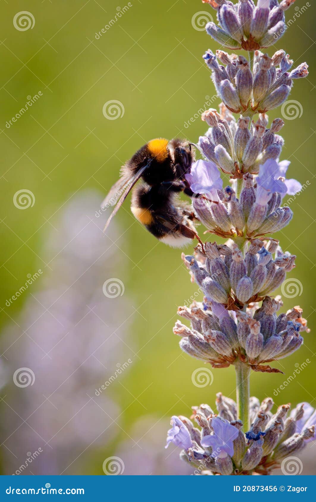 Bee at work stock photo. Image of beautiful, small, honey - 20873456