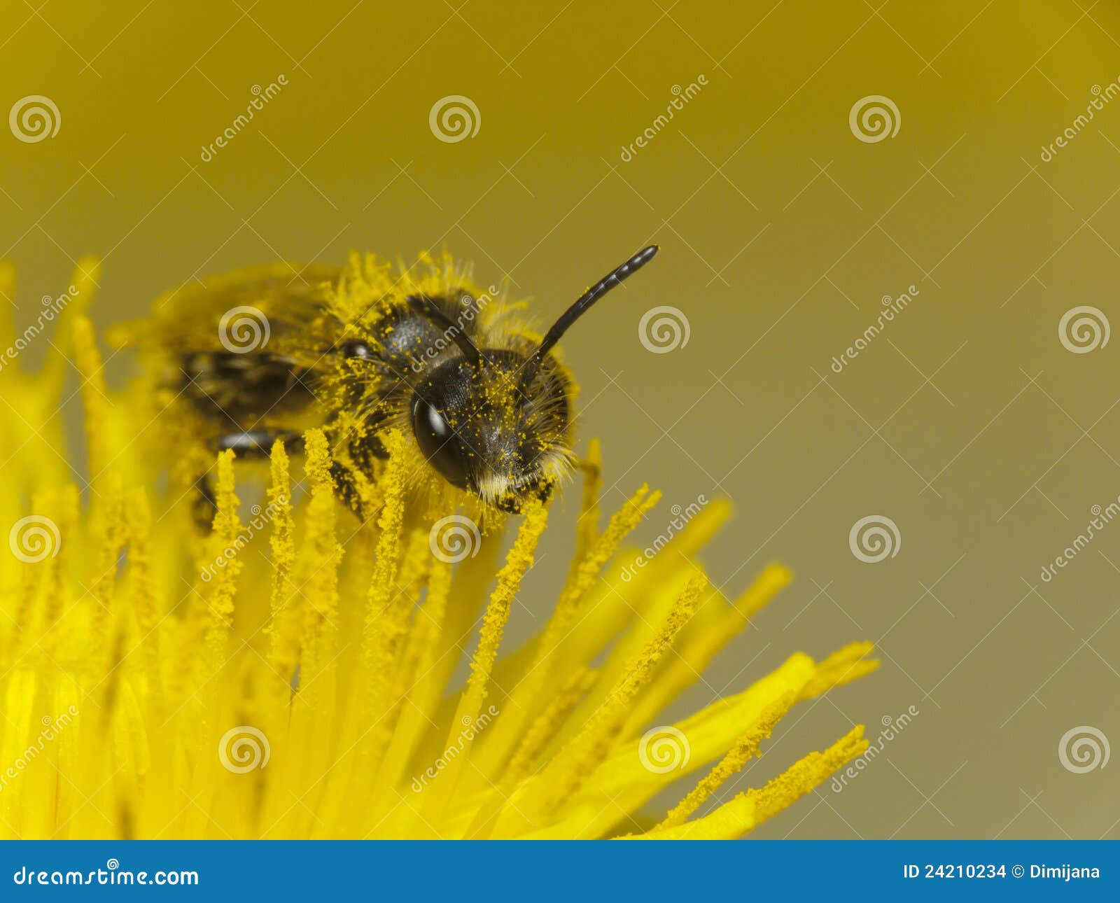 Bee at work stock photo. Image of busy, flower, cute - 24210234