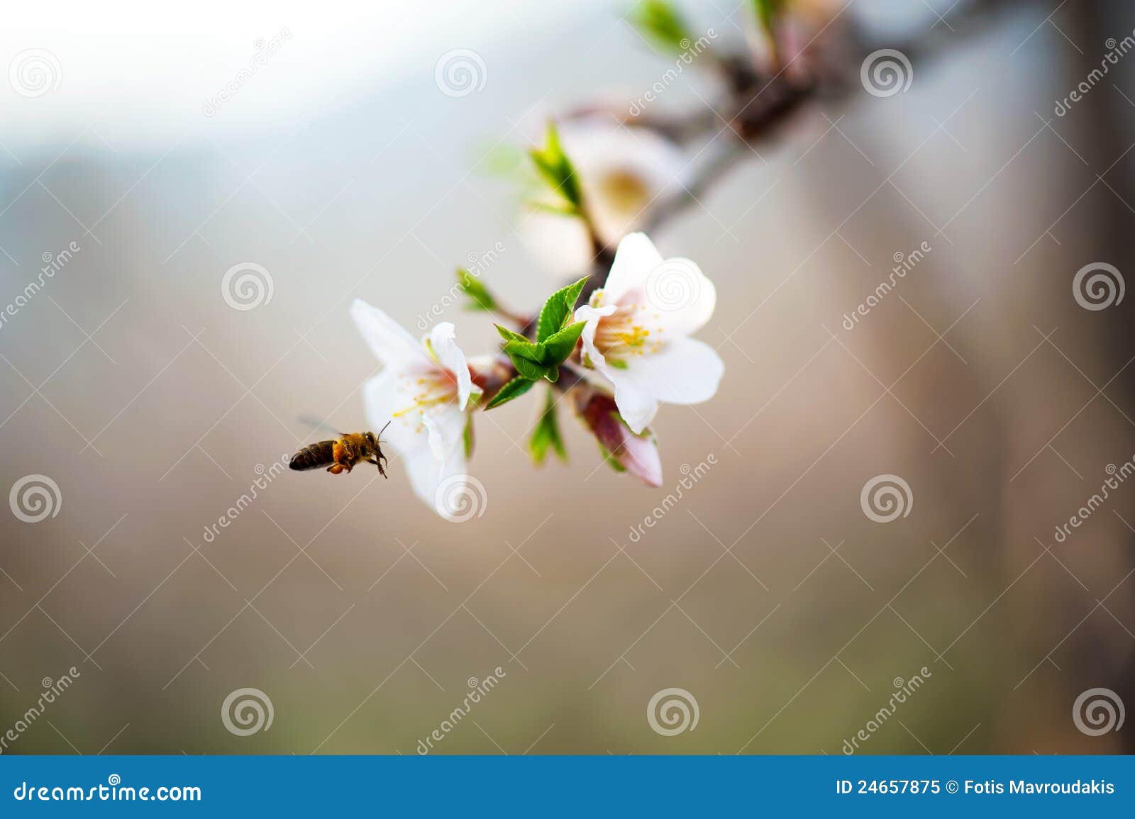 Bee at work stock image. Image of flora, natural, aroma - 24657875
