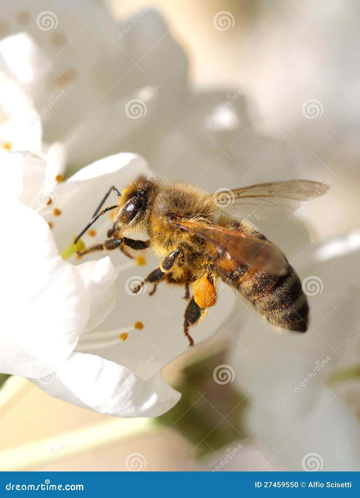 Bee at work stock photo. Image of spring, pollination - 27459550