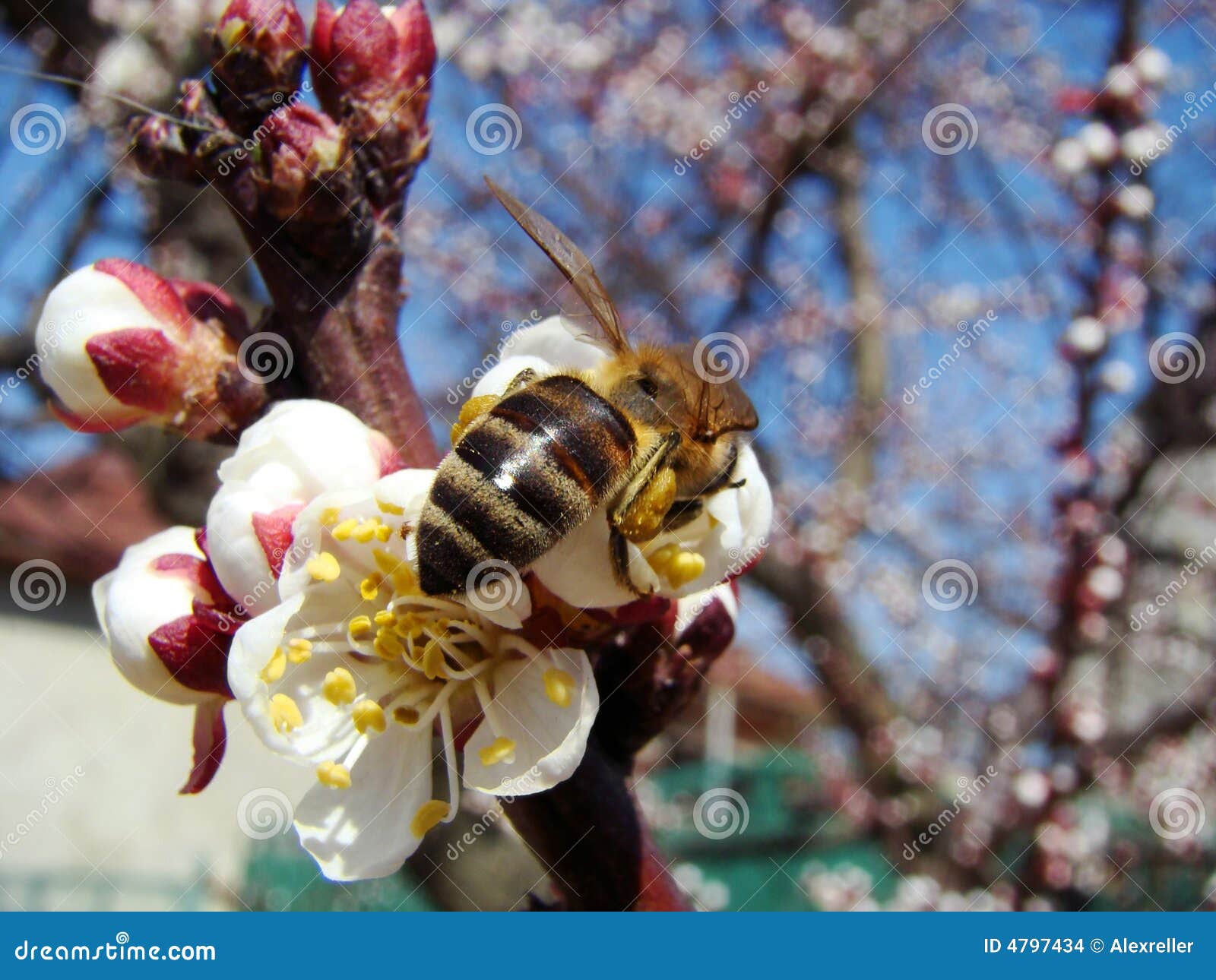 Bee at work. stock photo. Image of work, honey, color - 4797434