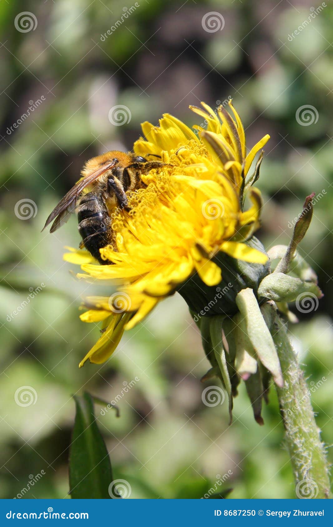 Bee at work stock photo. Image of brown, joyful, calming - 8687250