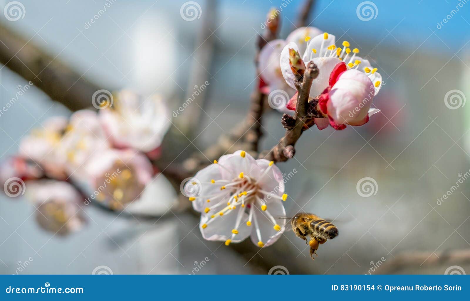 Bee at work stock photo. Image of daisy, outdoor, macro - 83190154