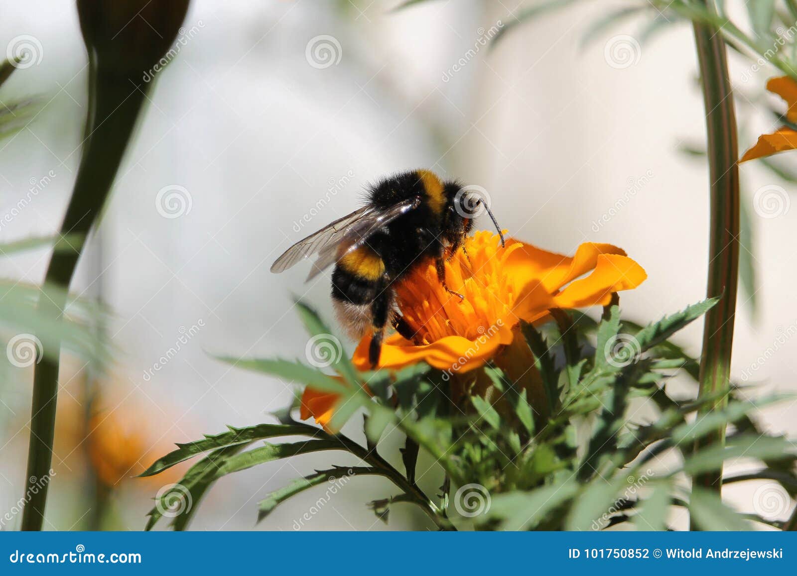 Bee at Work, Bumblebee at Work 4 Stock Photo - Image of garden ...