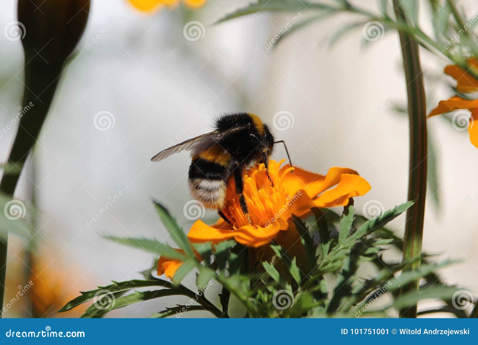 Bee at Work, Bumblebee at Work 6 Stock Image - Image of nature, garden ...