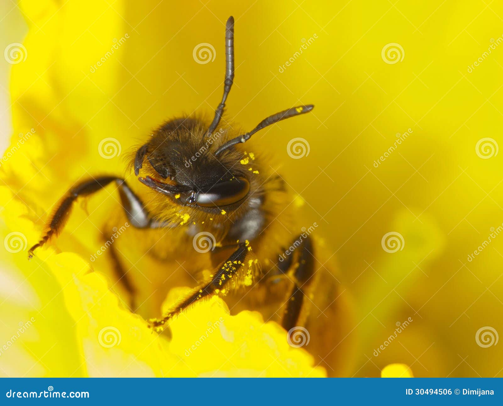 Bee at work stock photo. Image of apiculture, spring - 30494506