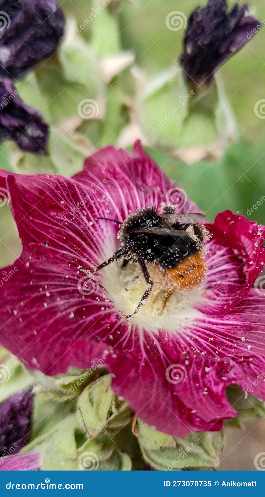 Bee at work stock image. Image of pink, flower, covered - 273070735