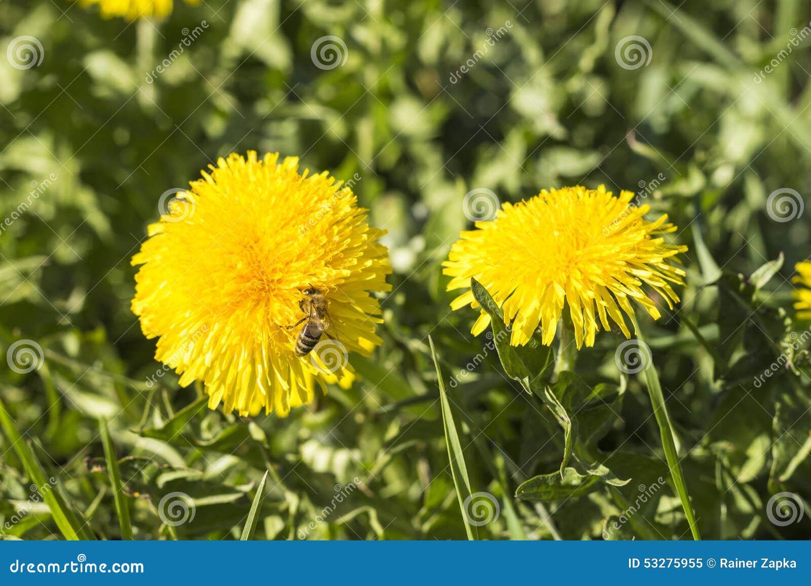 Bee at work stock image. Image of insect, nature, grass - 53275955