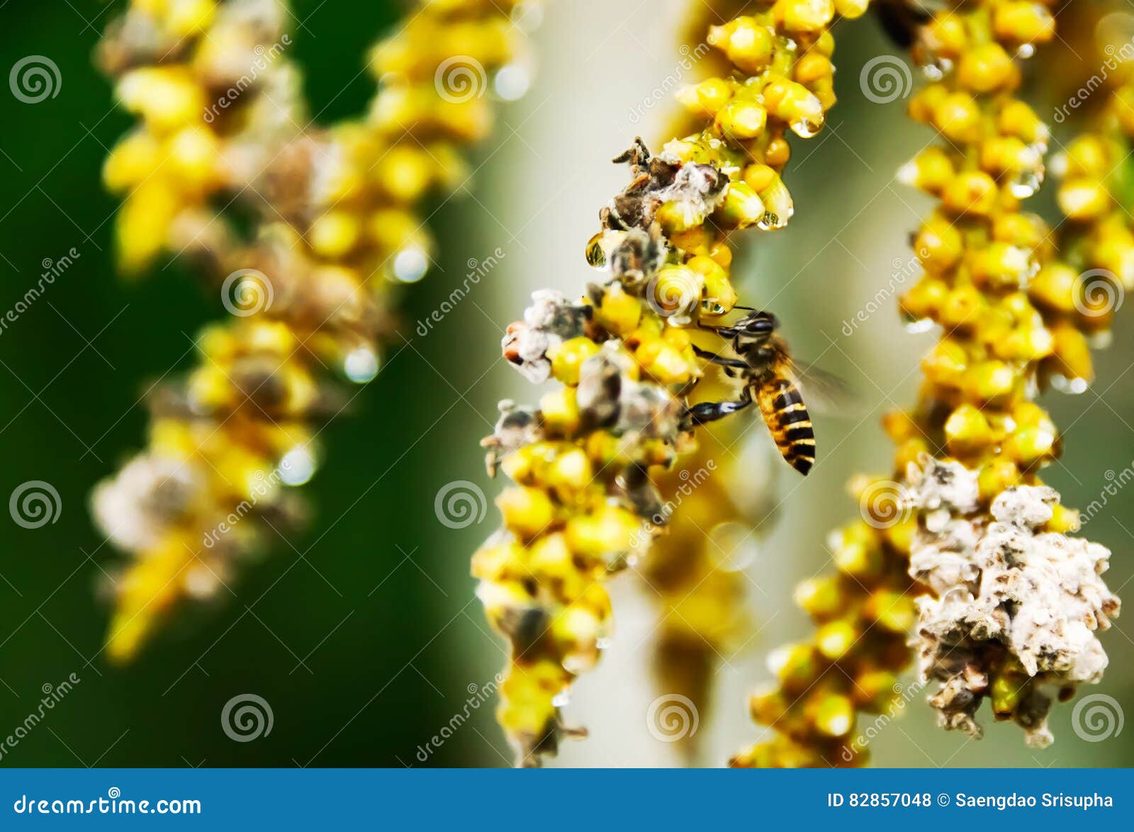 Bee stock photo. Image of oilseed, bumblebee, close, honey - 82857048