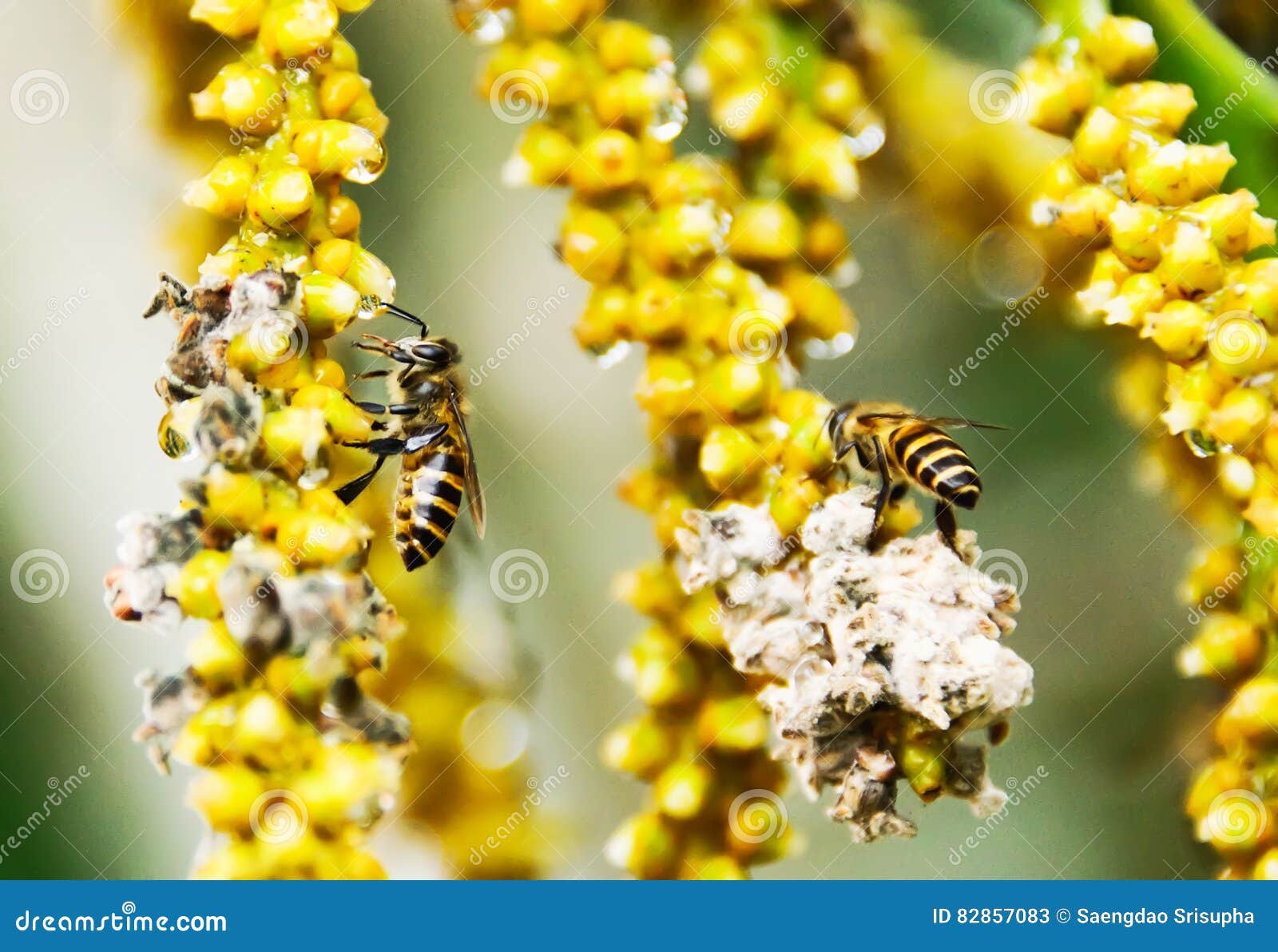 Bee stock image. Image of flowers, animal, isolated, close - 82857083