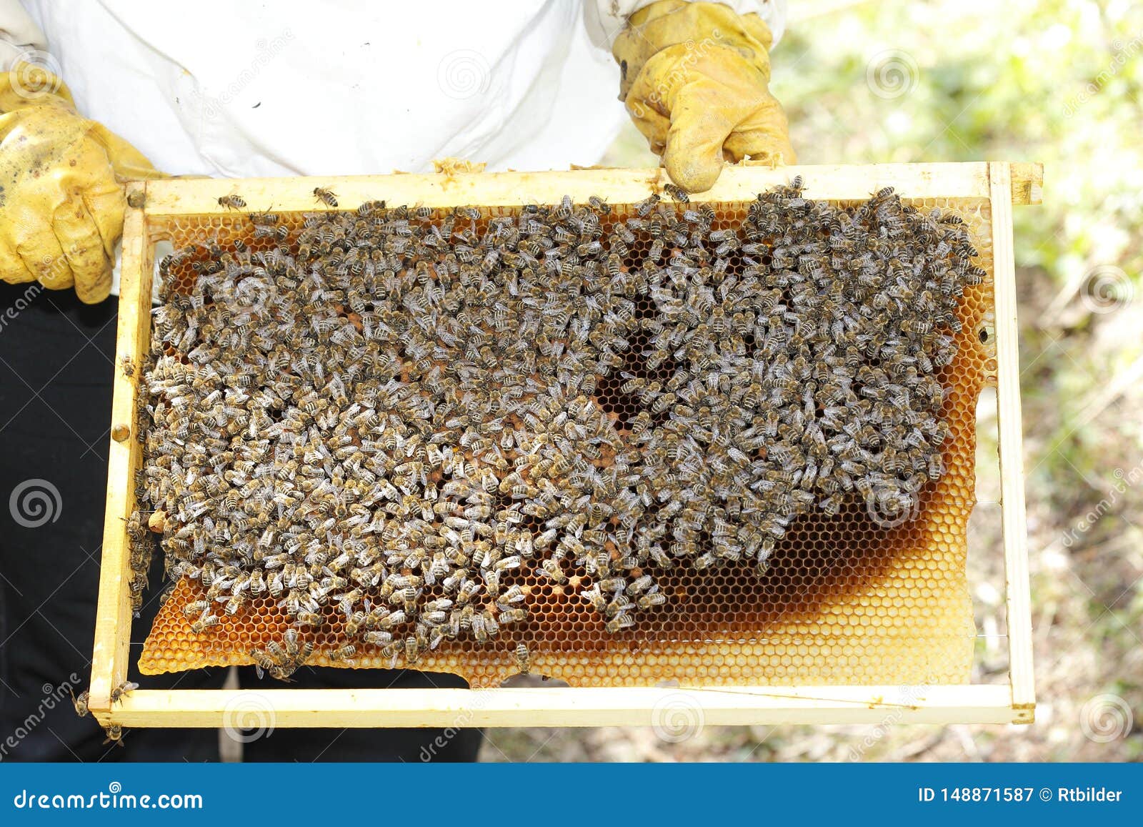 Bee Worker with Safety Clothes is Proofing Stock Image - Image of ...
