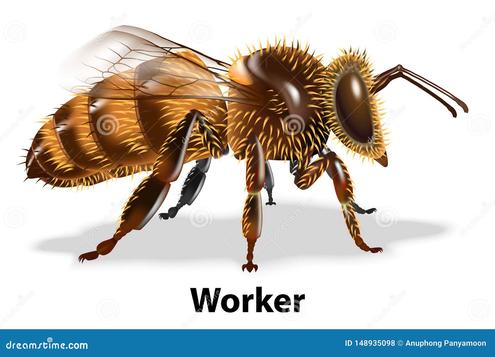 Bee Worker Side Vector on White Background Stock Vector - Illustration ...