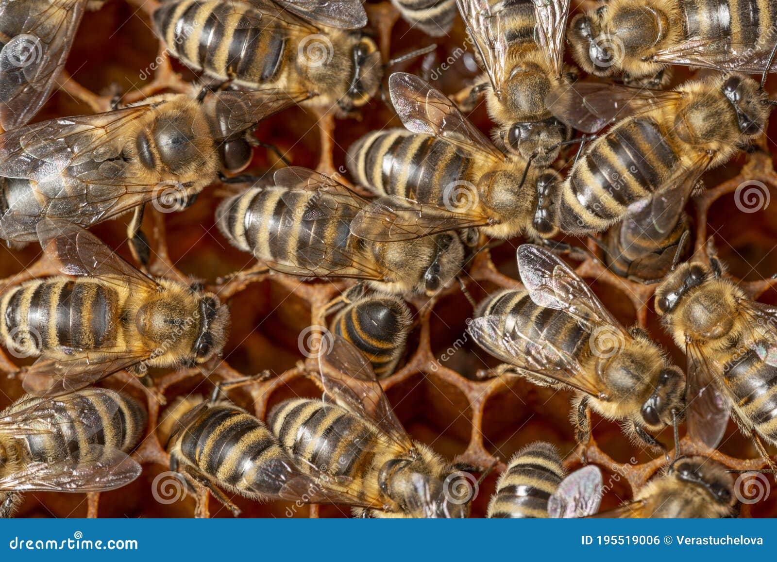 Bee Workers - Honey Bees Colony Stock Photo - Image of insect ...