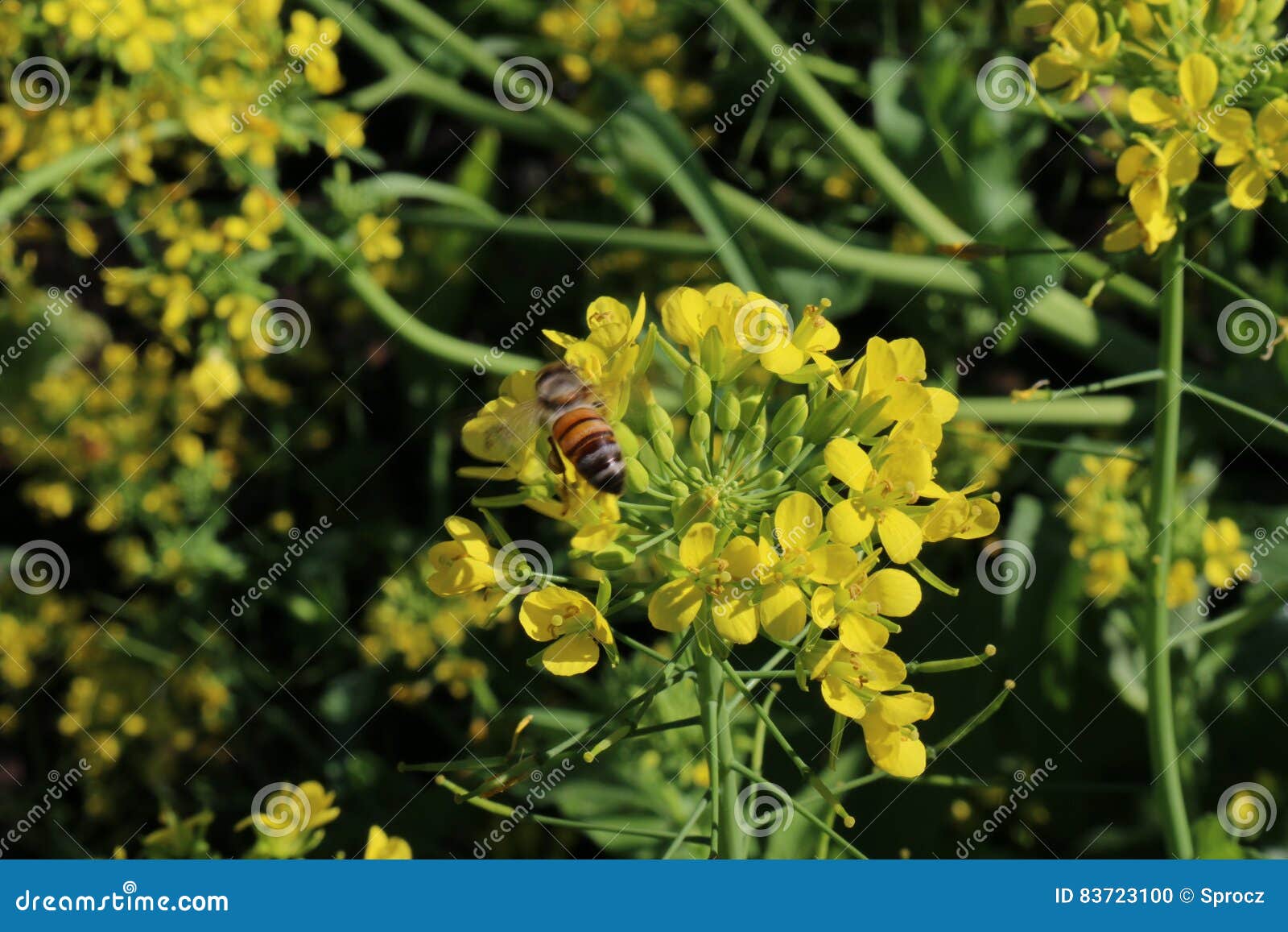 Bee Working Broccoli Flowers Stock Photo - Image of taste, garden: 83723100