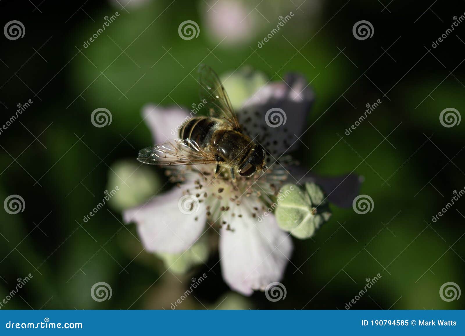 Bee working hard stock image. Image of plant, petal - 190794585